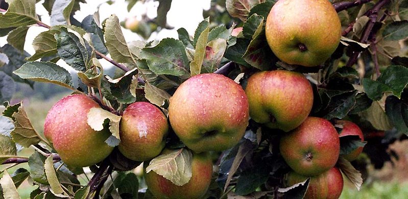 Om äpplen – Smaka Sverige