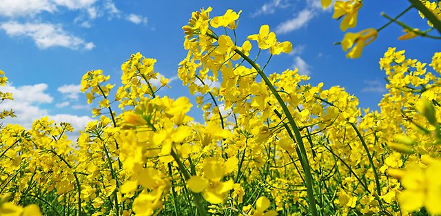 Raps och rybs – Smaka Sverige